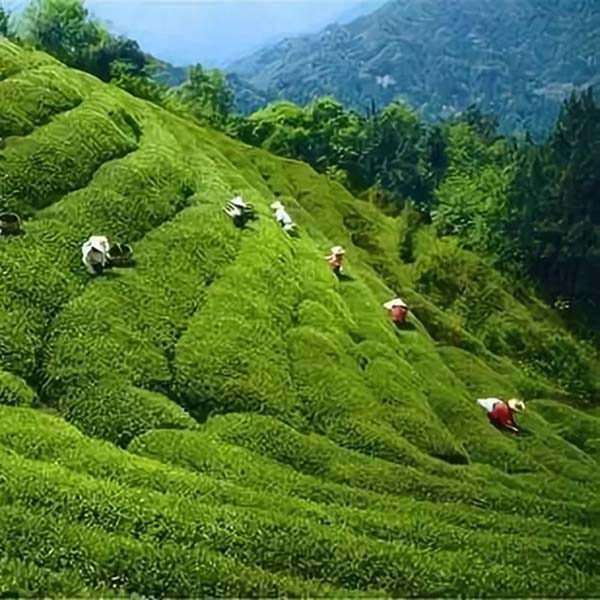 Blog - What Are The Four Major Black Teas In The World? What Are Their ...