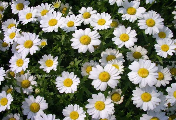 Blog - Chinese Chrysanthemum Tea - Hangzhou white chrysanthemum