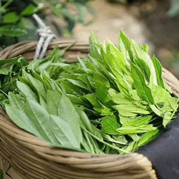 Blog - The Four Most Expensive Teas In The World