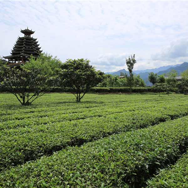 Blog - What Is The Difference Between Enshi Gyokuro And Japanese Gyokuro?