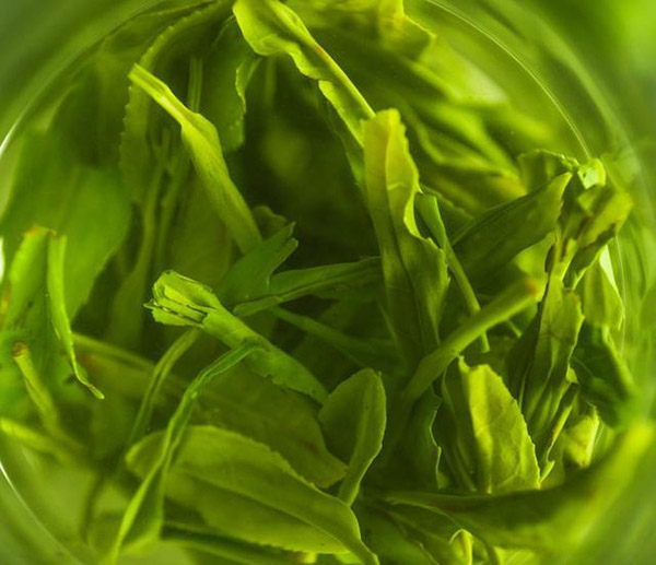 Blog - Enshi Yulu - China's Rare Steamed Green Tea