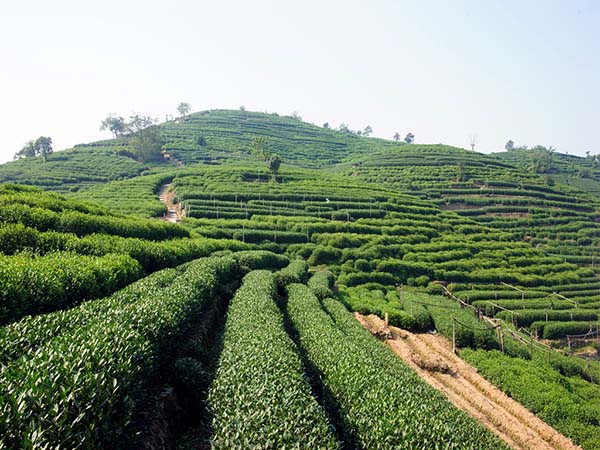 Blog - China's Famous Tea – Xihu (West Lake) Longjing Tea
