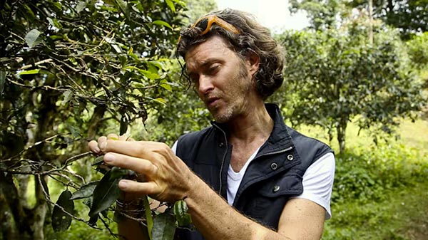 Blog - The Most Exclusive Pu’Erh Teas Are Grown In China’S Ancient Tea ...