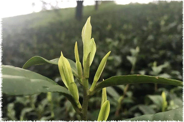 Blog - What Is The Connection Between Anji White Tea And White Tea?