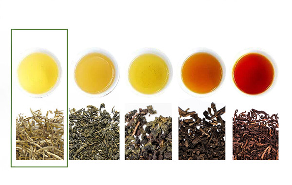 Blog - The Production Process Of White Tea: Stages And Techniques
