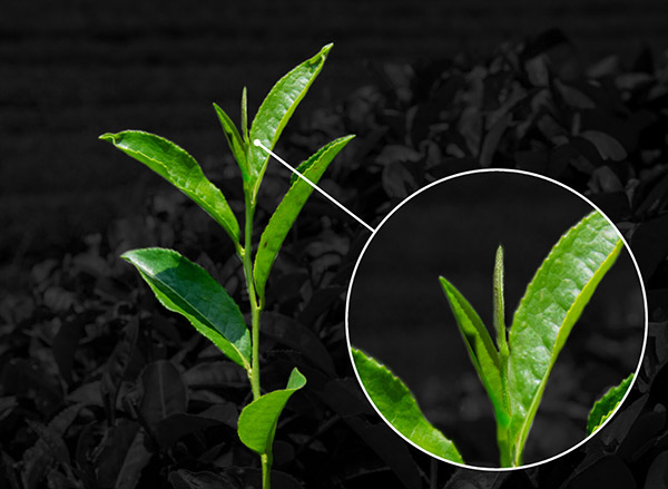 Blog - The Production Process Of White Tea: Stages And Techniques