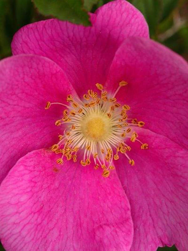 Blog - 5 Ways To Eat A Rose